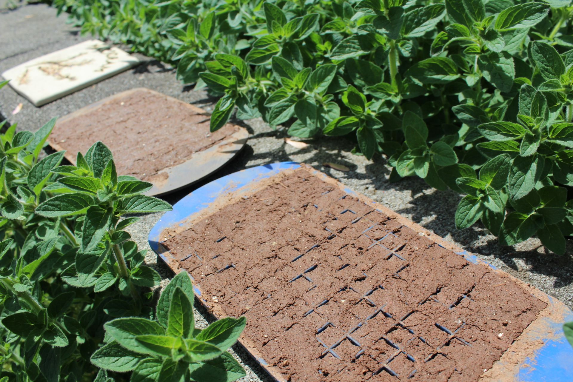 Homemade Pelleted Seeds : 8 Steps (with Pictures) - Instructables