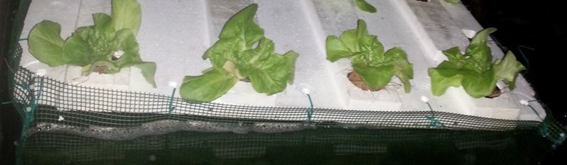Floating Veggie Raft for Fish Ponds : 11 Steps - Instructables