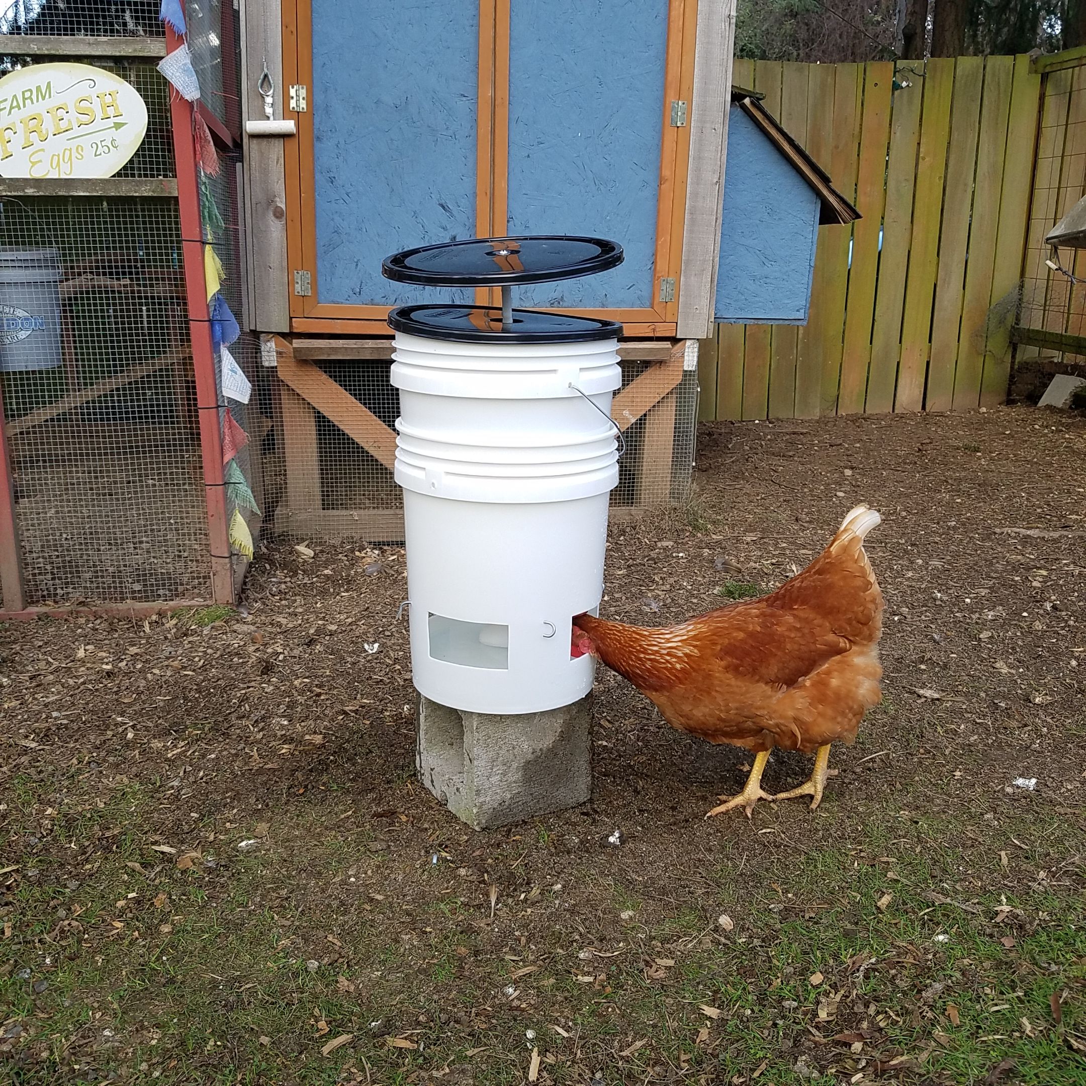 Clean 5-Gallon Chicken Waterer : 6 Steps - Instructables