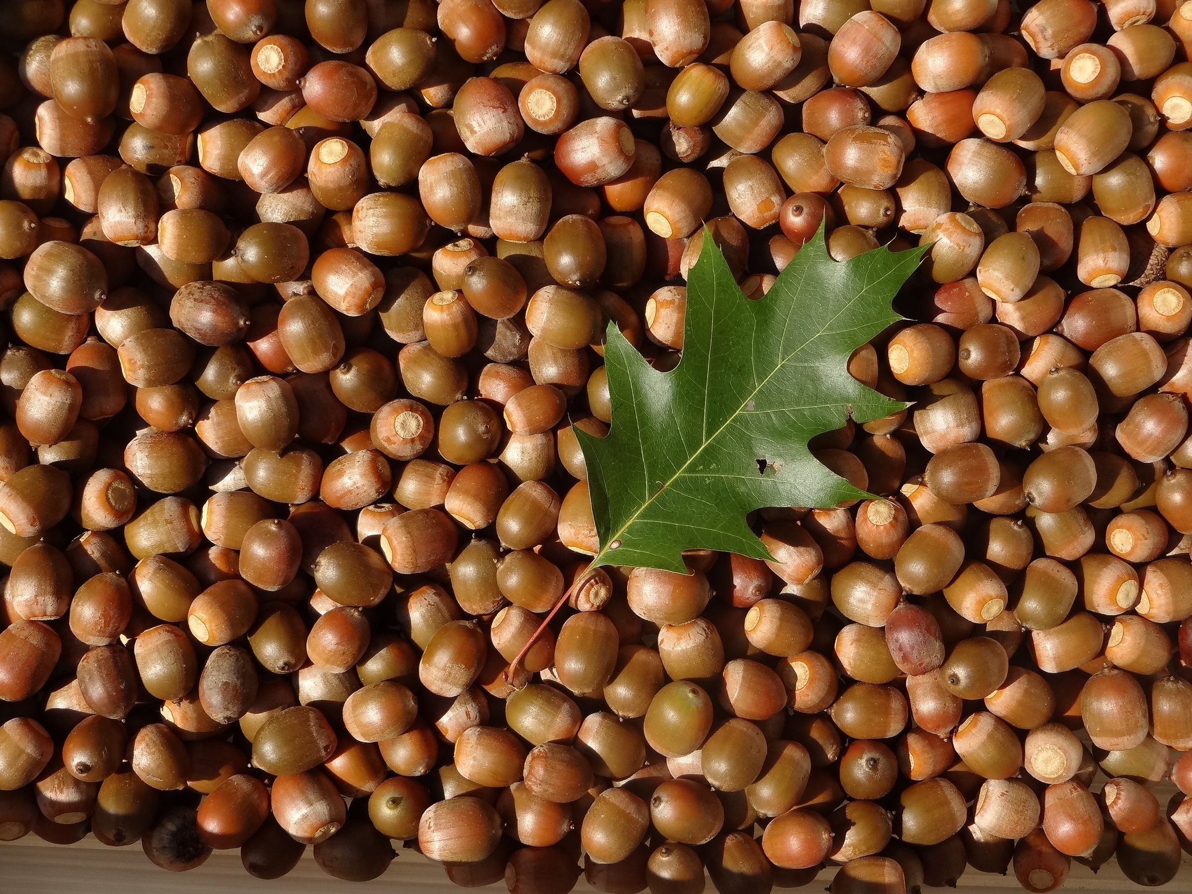 Acorns to Acorn Muffins in 1 Day! : 10 Steps (with Pictures ...