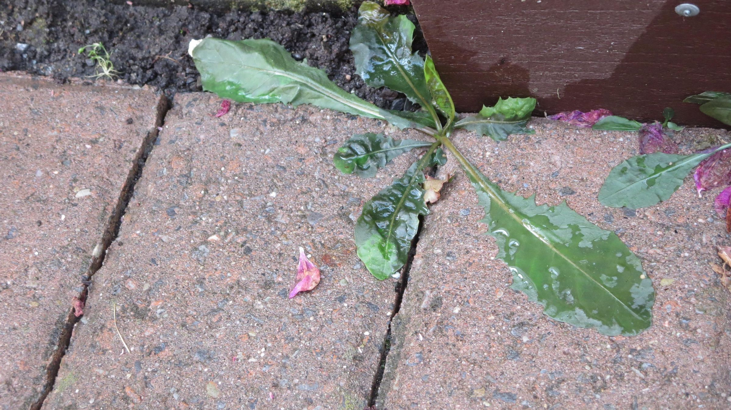 Weed Destroyer Watering Can : 6 Steps (with Pictures) - Instructables