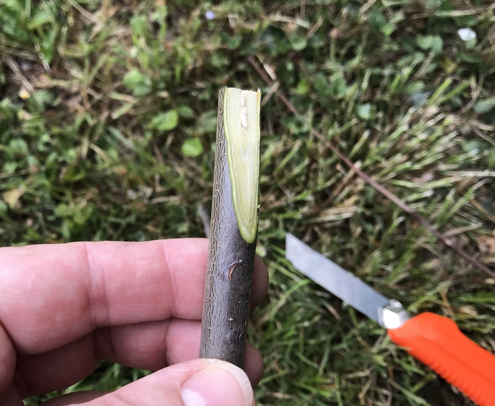 Simple Grafting Without Special Tools : 7 Steps (with Pictures ...