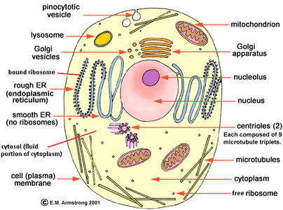3D Cell Model Project : 6 Steps - Instructables