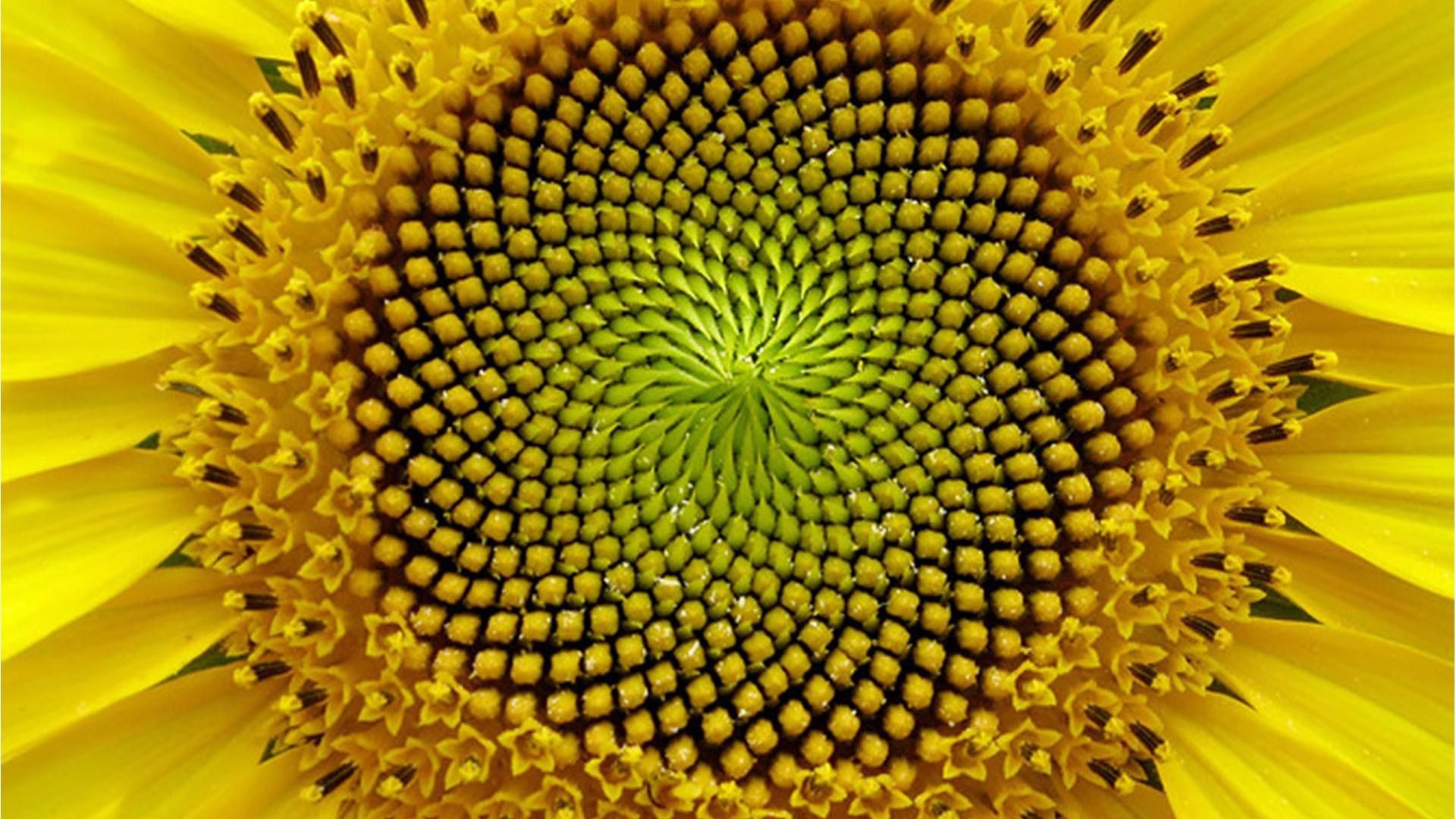 Do Plants Do Maths? : 5 Steps (with Pictures) - Instructables