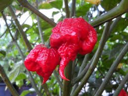 Growing the Carolina Reaper : 5 Steps - Instructables