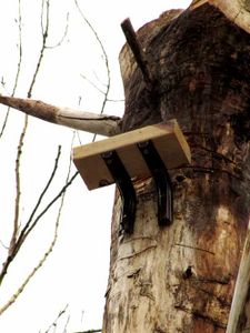 Cutting Down a Tree in Pieces : 21 Steps - Instructables