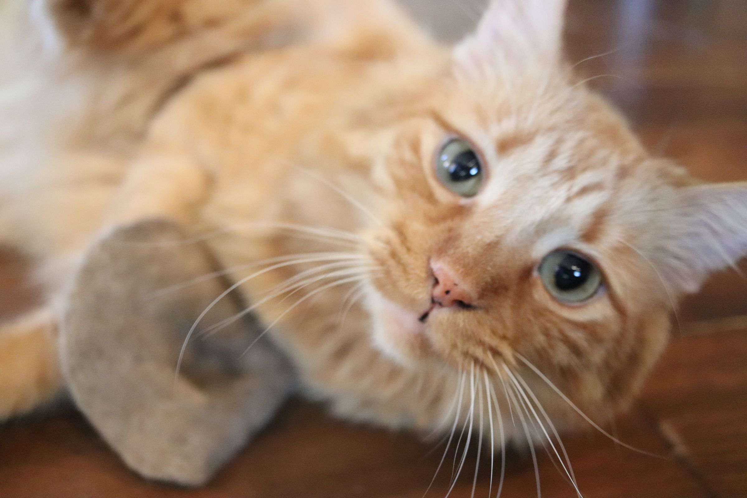Felted Cat Fur Cat Hat : 3 Steps - Instructables