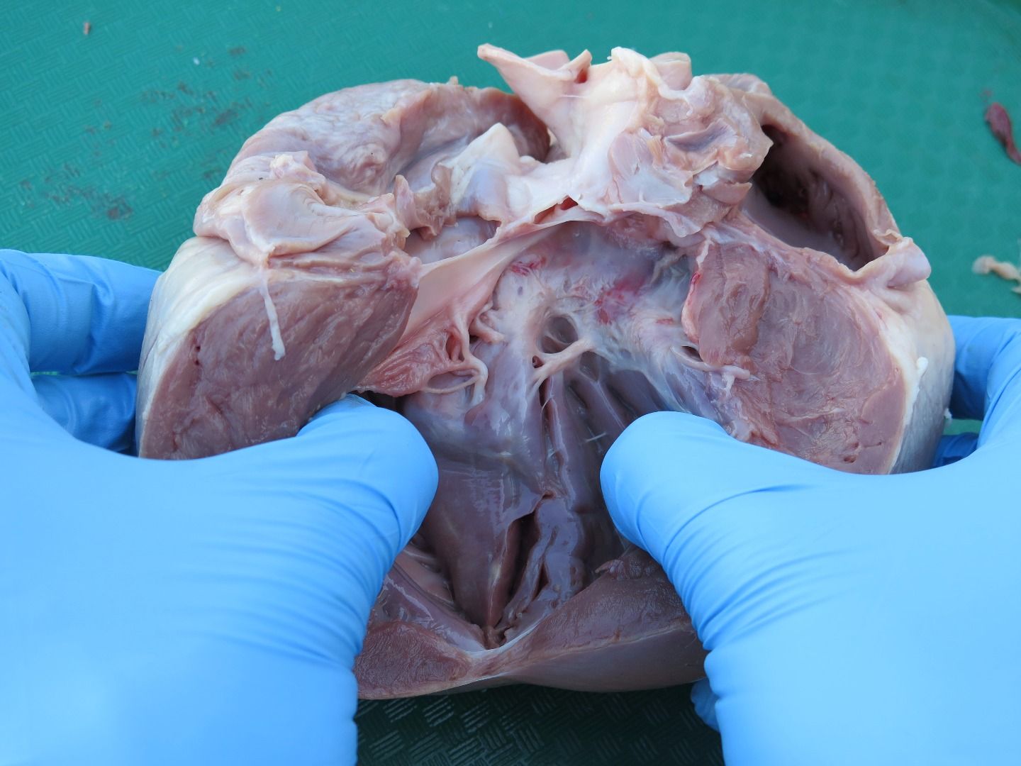 Heart Dissection : 8 Steps (with Pictures) - Instructables