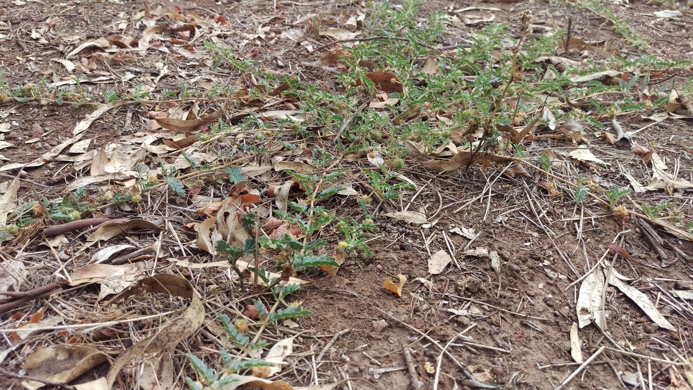 How to Remove Goat's Head Caltrop Puncture Vine (Tribulus Terrestris ...
