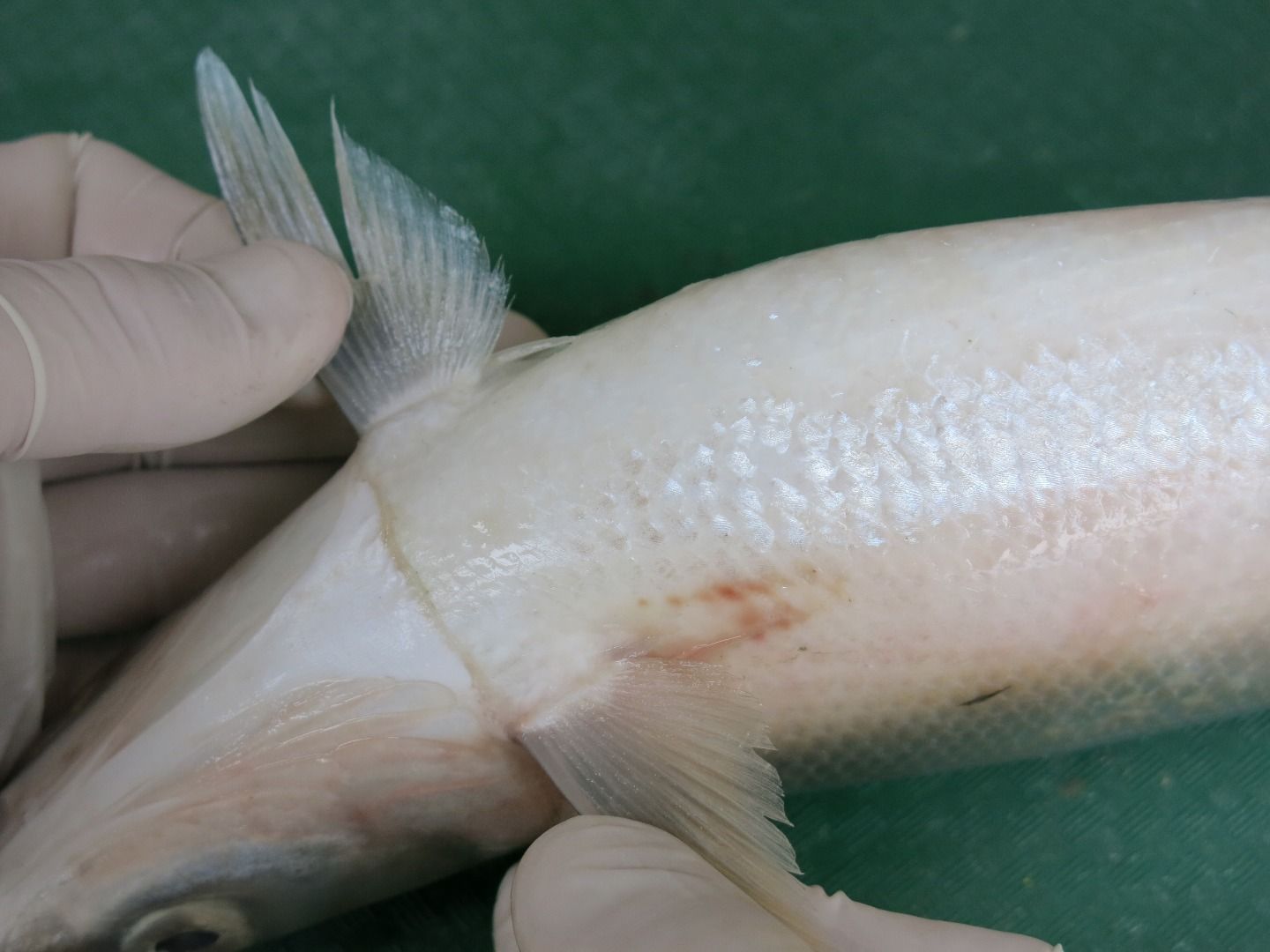 Fish Dissection! : 11 Steps (with Pictures) - Instructables