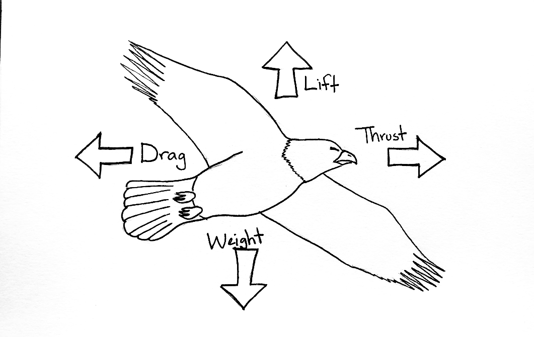 Build a Bird Kite : 7 Steps - Instructables