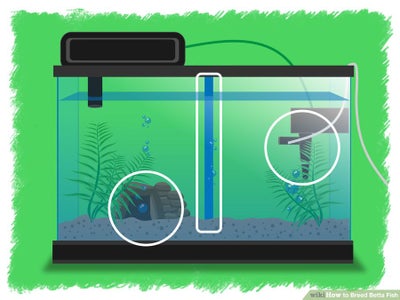 How to Breed Bettas: Betta Breeding 101 : 14 Steps (with Pictures) - Instructables