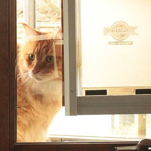 Build an All Season Outdoor Cat Habitat : 16 Steps (with Pictures ...