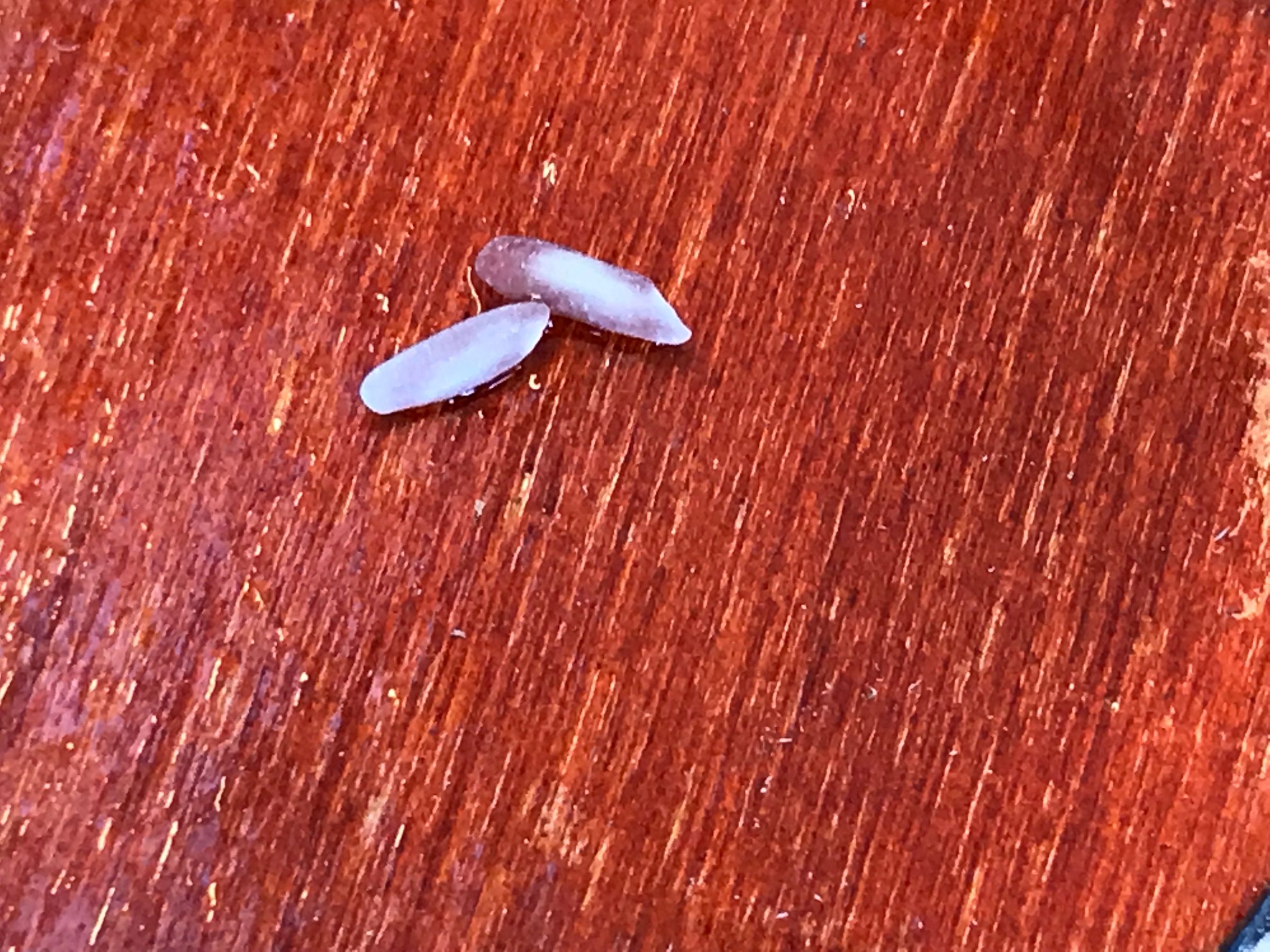 Chess Board With Rice: Exponential Growth : 11 Steps (with Pictures ...