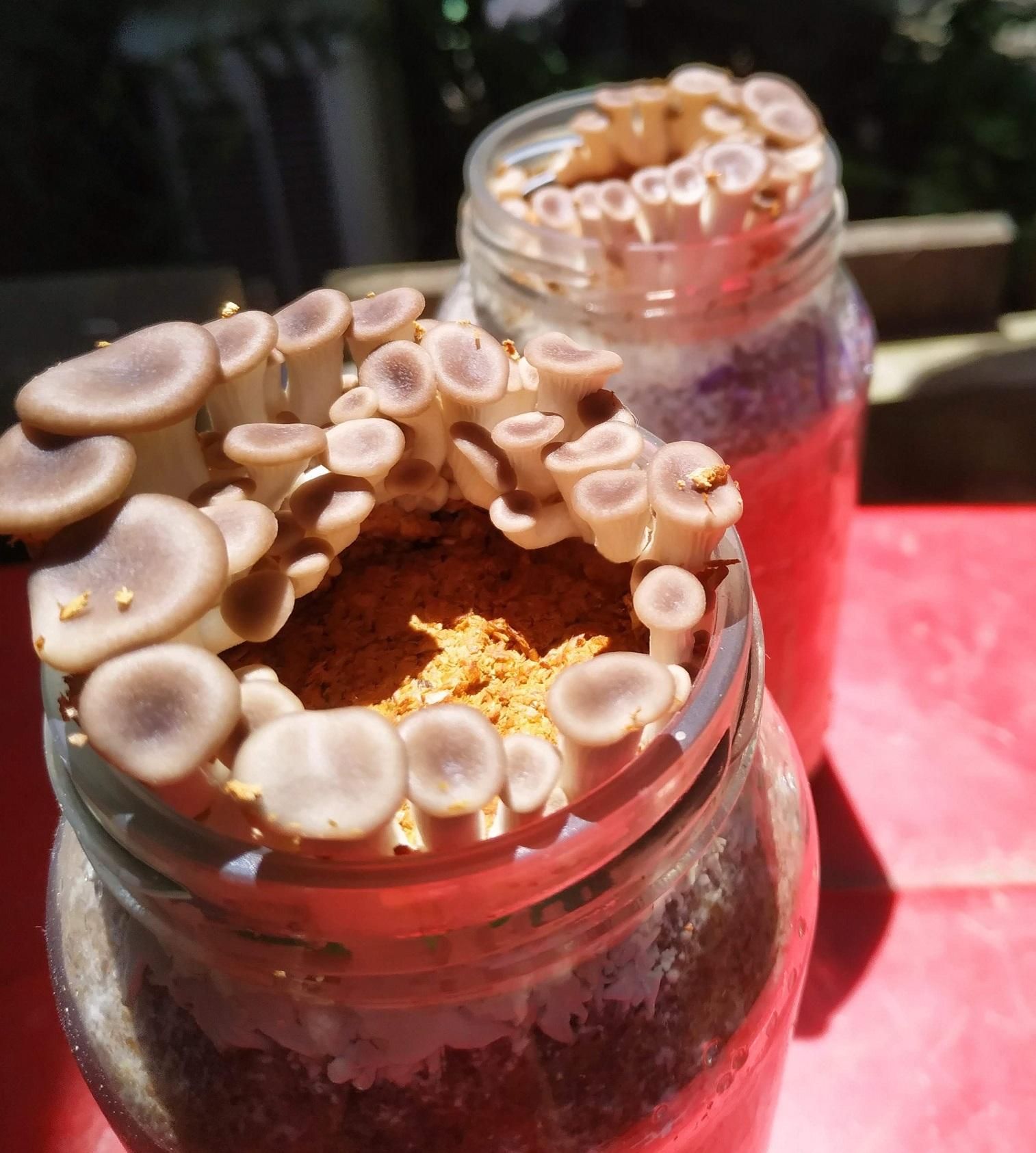 Mushroom Fruiting Chamber Controller : 5 Steps (with Pictures ...