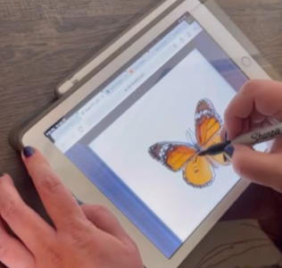 Painted Butterfly Mounts : 6 Steps (with Pictures) - Instructables