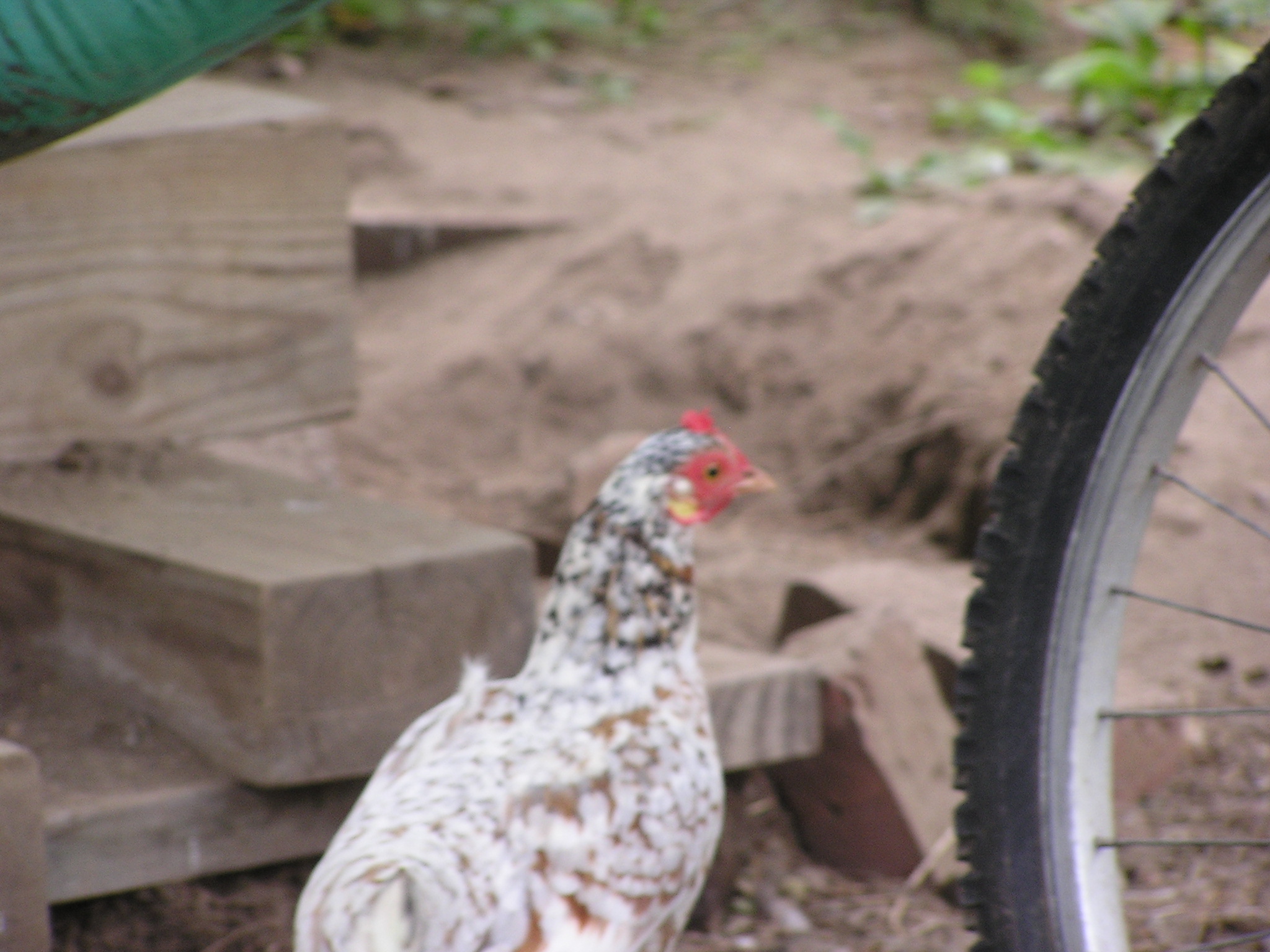 Keeping Chickens in a Harsh Northern Climate : 4 Steps (with Pictures ...