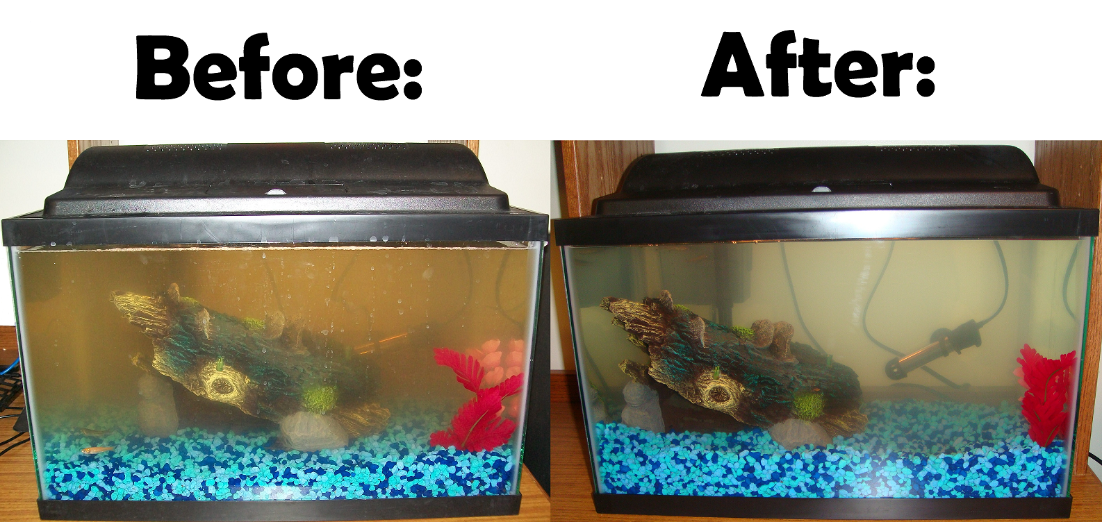 Dirty Tank? Let's Clean It Up! : 10 Steps - Instructables