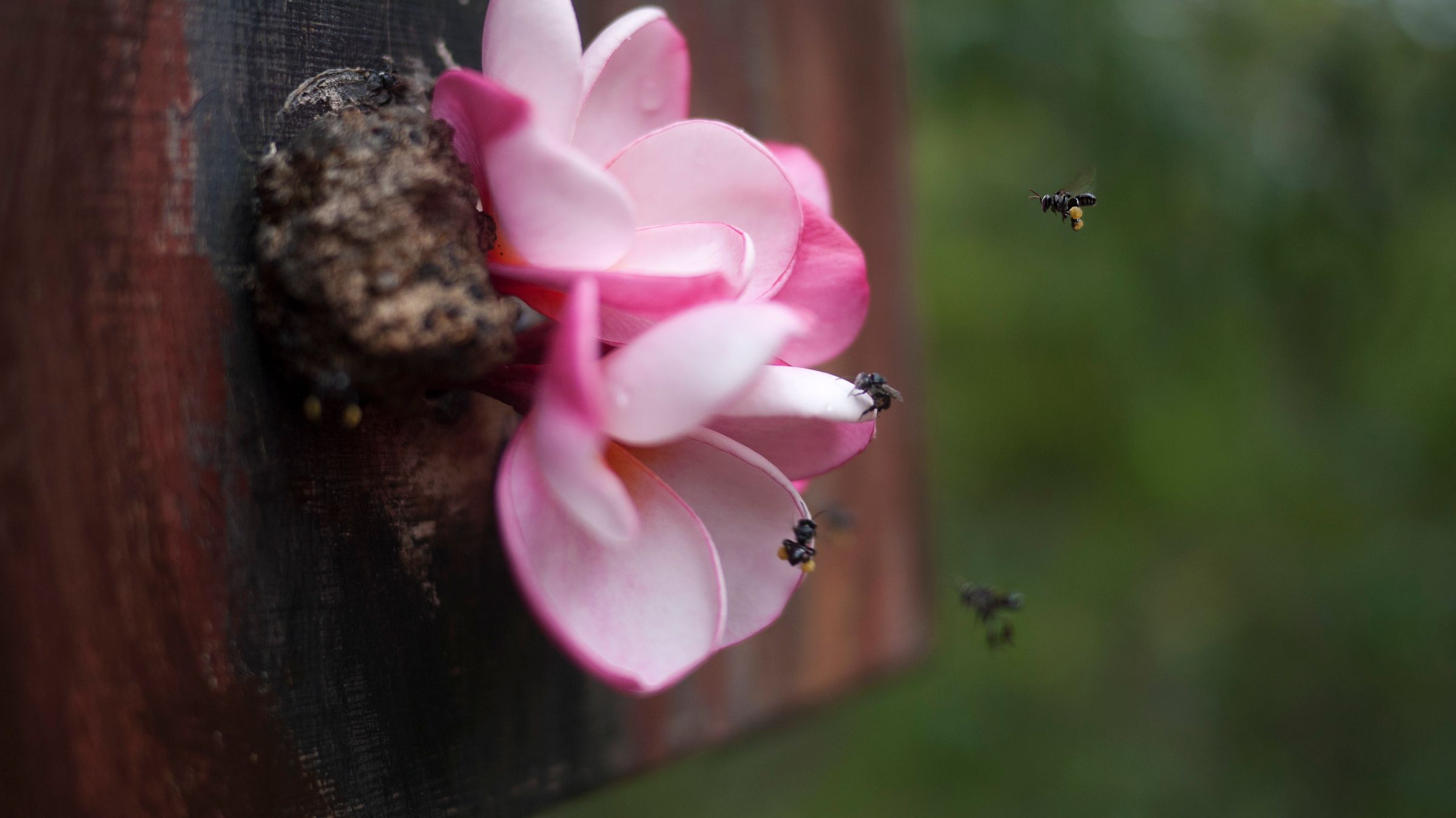 Native Bee Hive : 10 Steps (with Pictures) - Instructables