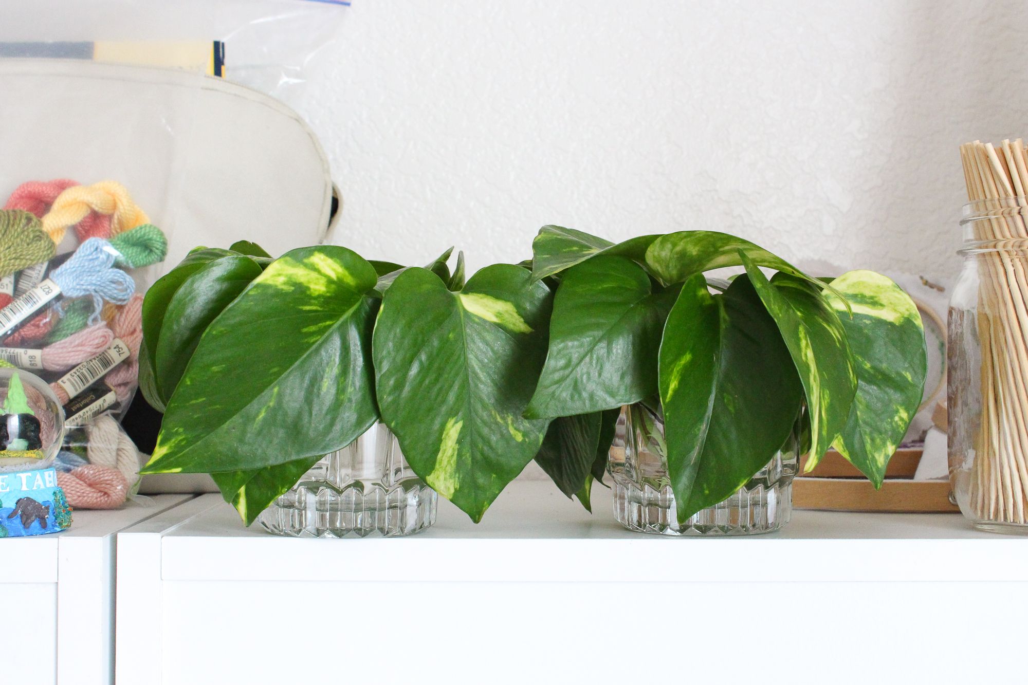 How to Propagate a Pothos Plant : 6 Steps (with Pictures) - Instructables
