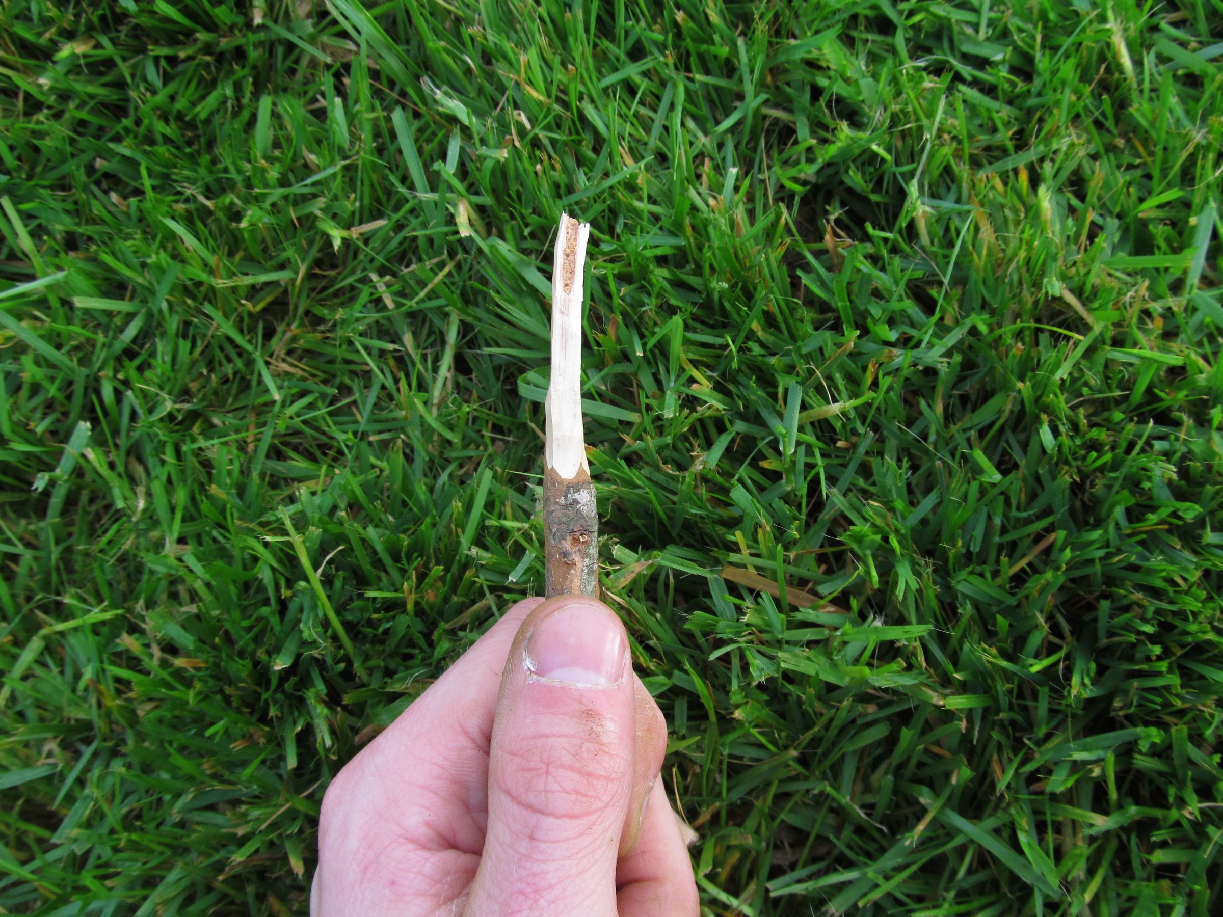 Split Stick Deadfall Trap : 4 Steps (with Pictures) - Instructables