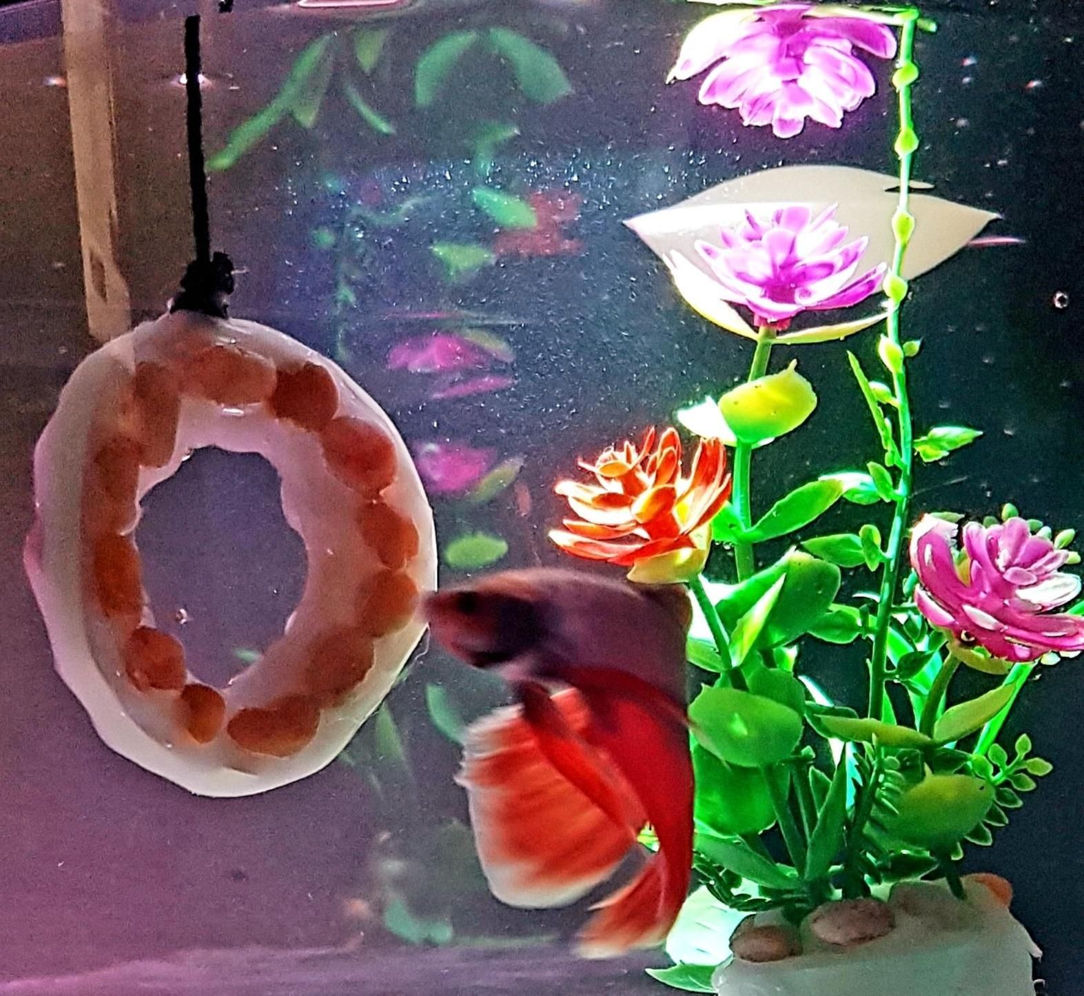 Glow Ring for Betta Fish : 4 Steps - Instructables