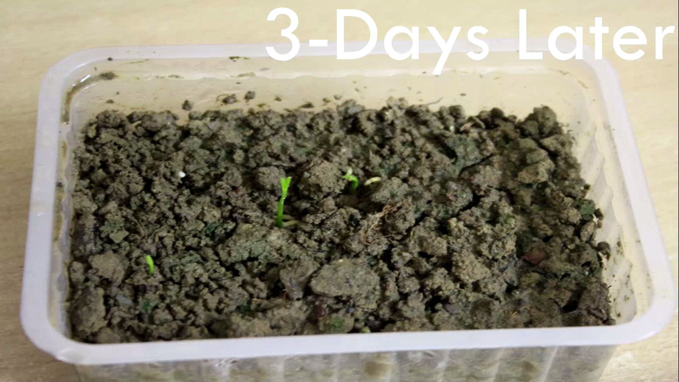 How to Grow Orange Tree From Seeds. Bottle Germination Method. Work ...