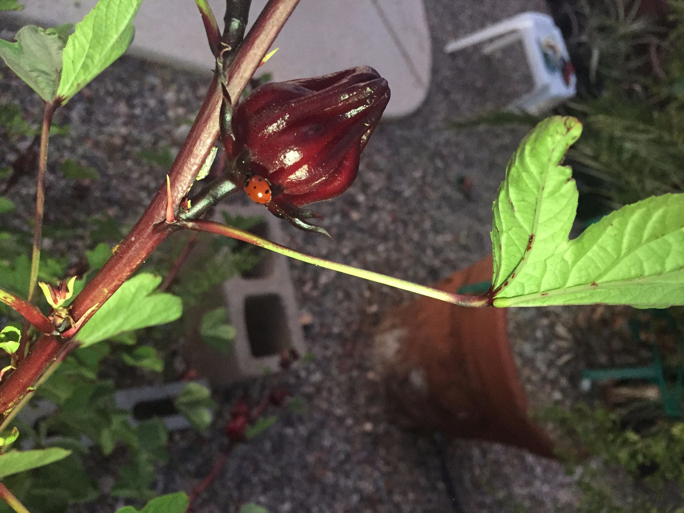 Roselle Syrup for Drinks! : 5 Steps (with Pictures) - Instructables