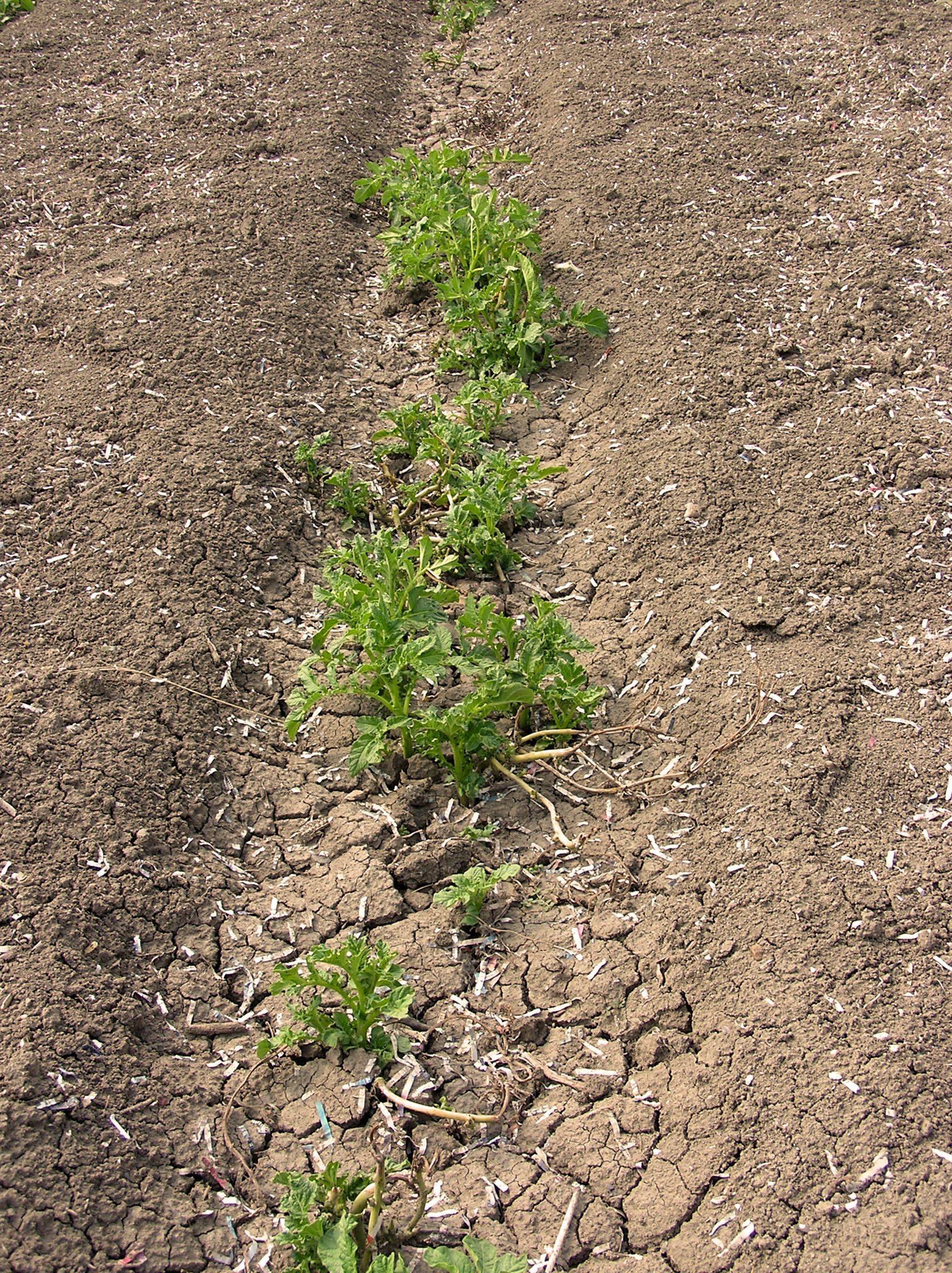 Shred and Till : 5 Steps (with Pictures) - Instructables