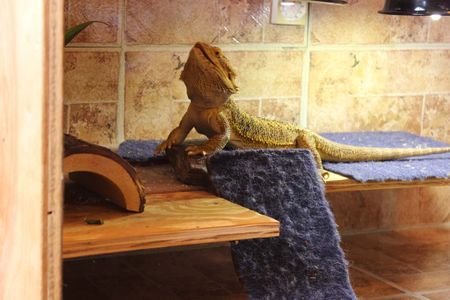 Bearded Dragon Enclosure : 5 Steps (with Pictures) - Instructables