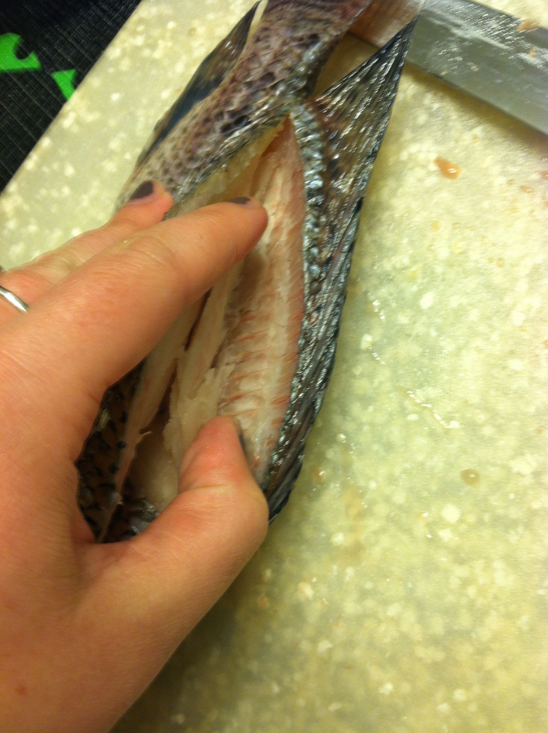 How to Clean a Fish : 6 Steps (with Pictures) - Instructables