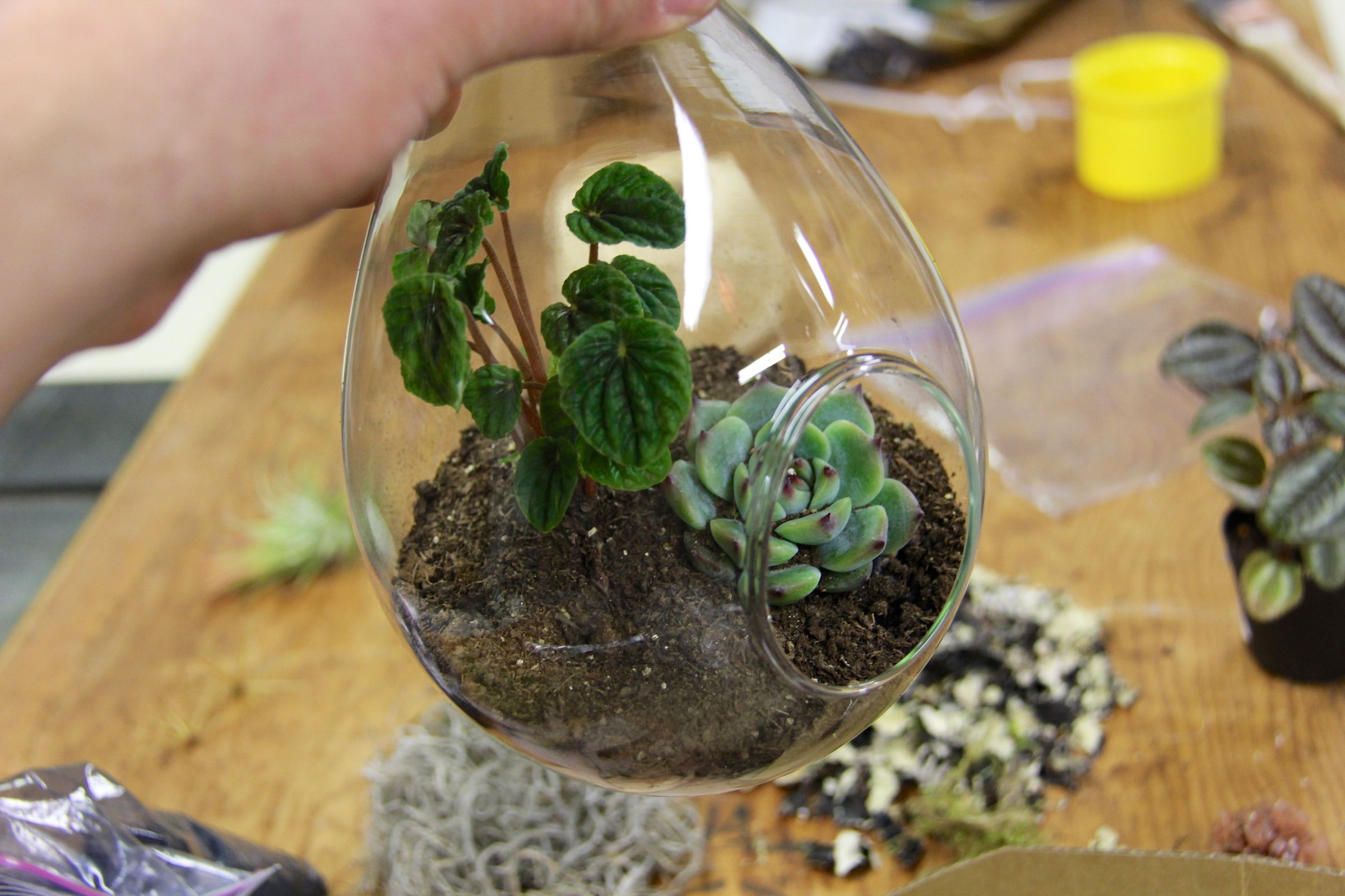 How to Make a Terrarium : 7 Steps (with Pictures) - Instructables