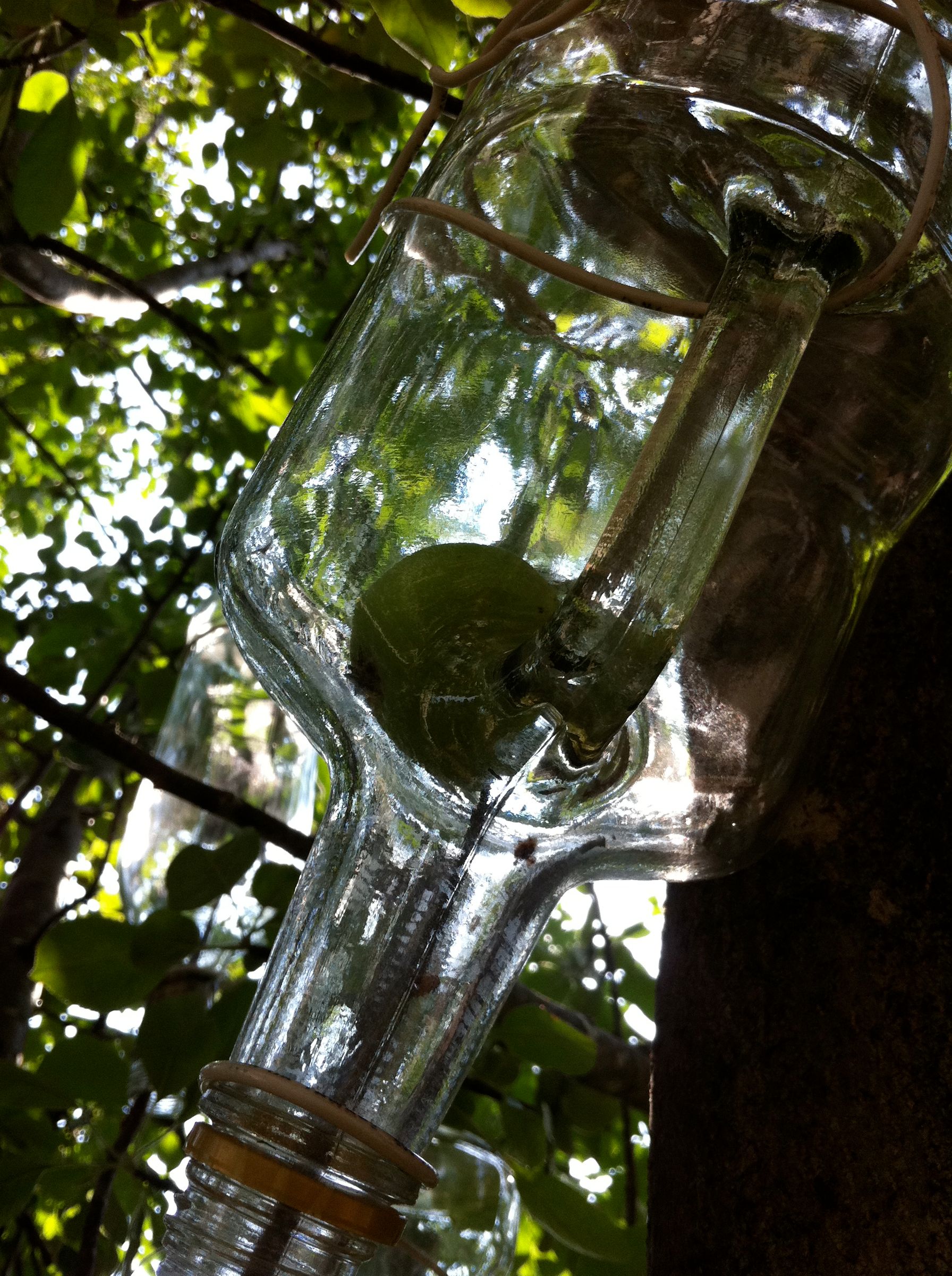 How to Grow an Apple in a Bottle : 15 Steps (with Pictures) - Instructables