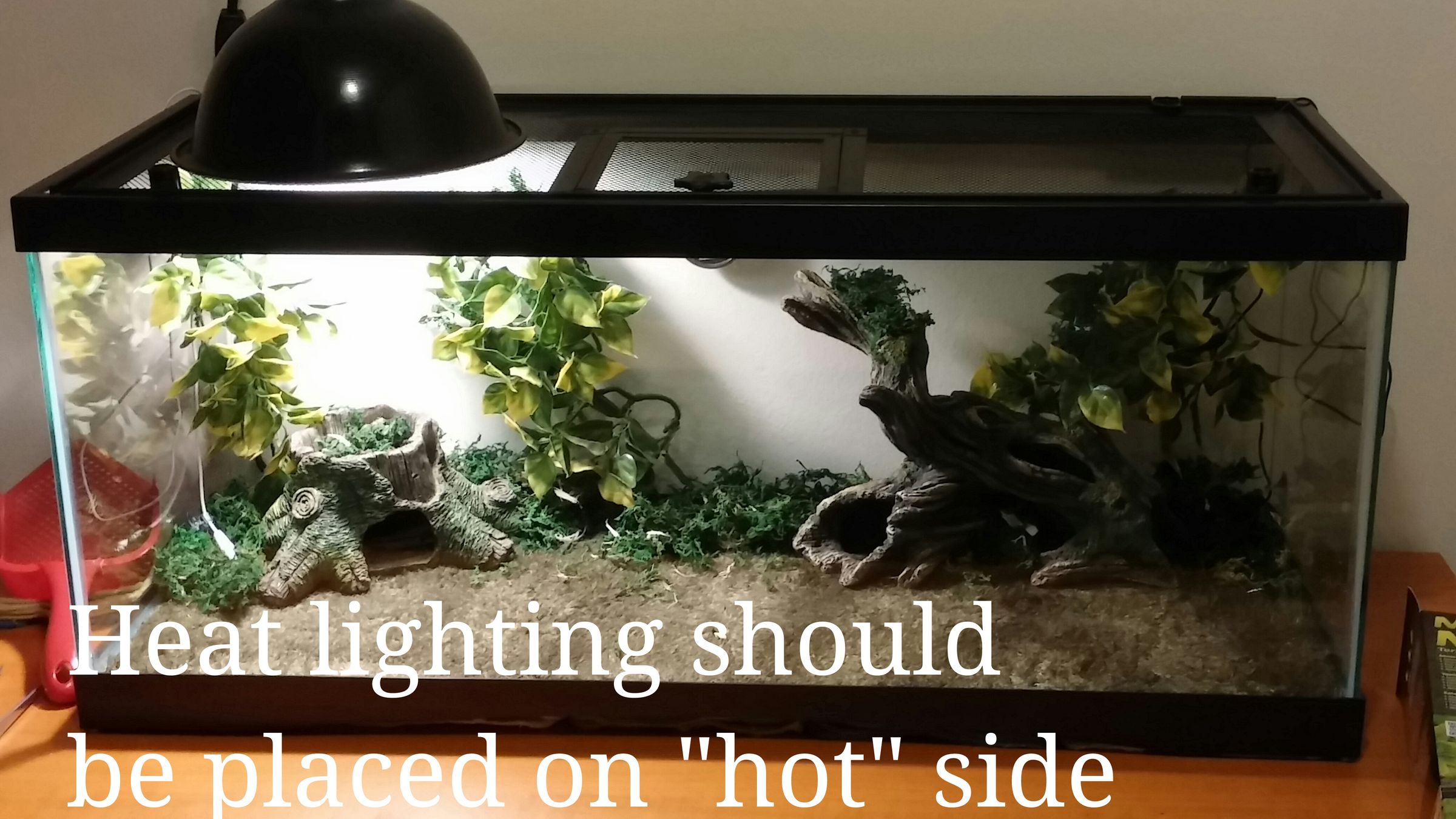 How to Set Up a Reptile Terrarium : 8 Steps (with Pictures) - Instructables