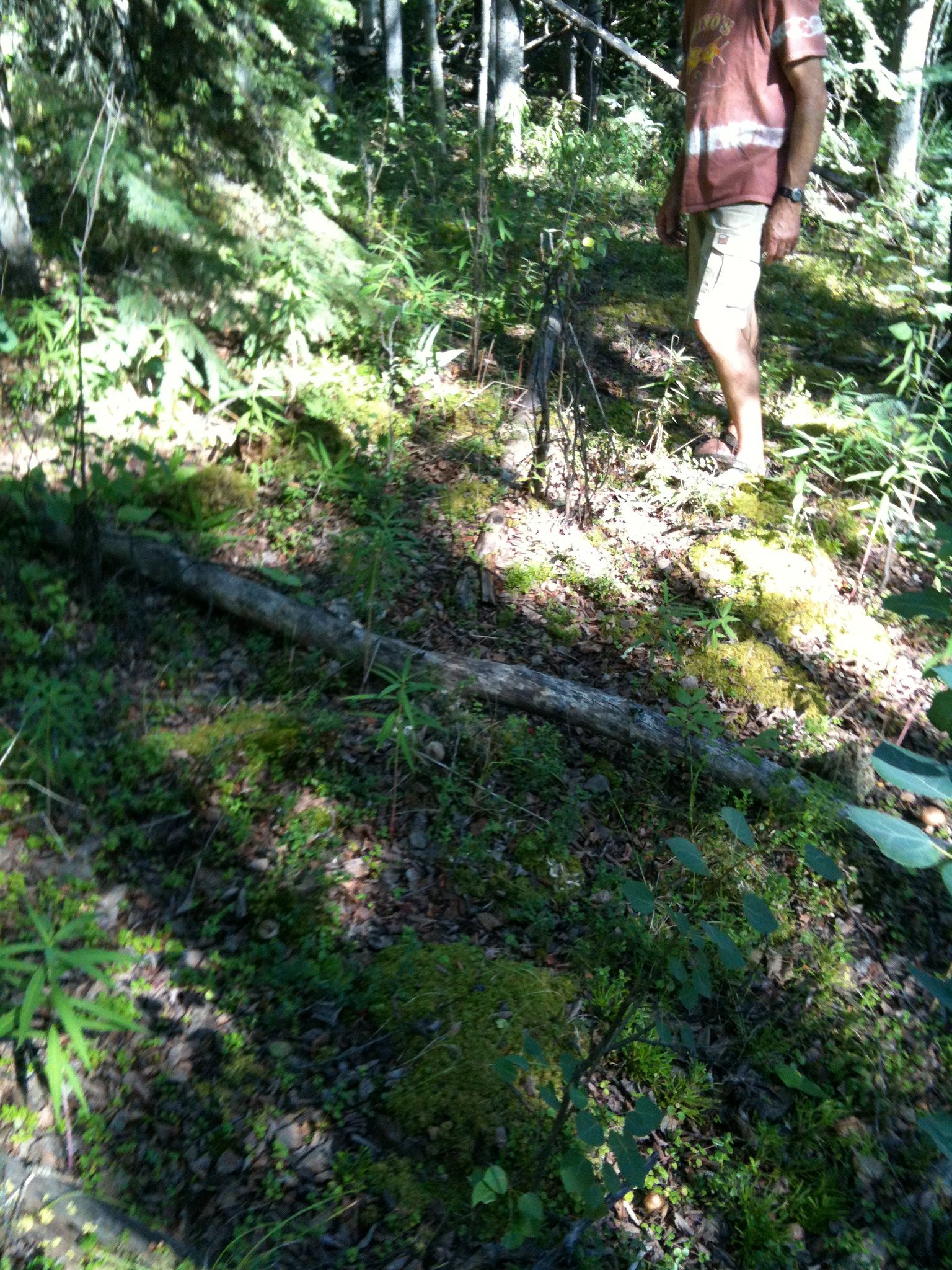 Harvesting Spruce Root : 7 Steps (with Pictures) - Instructables