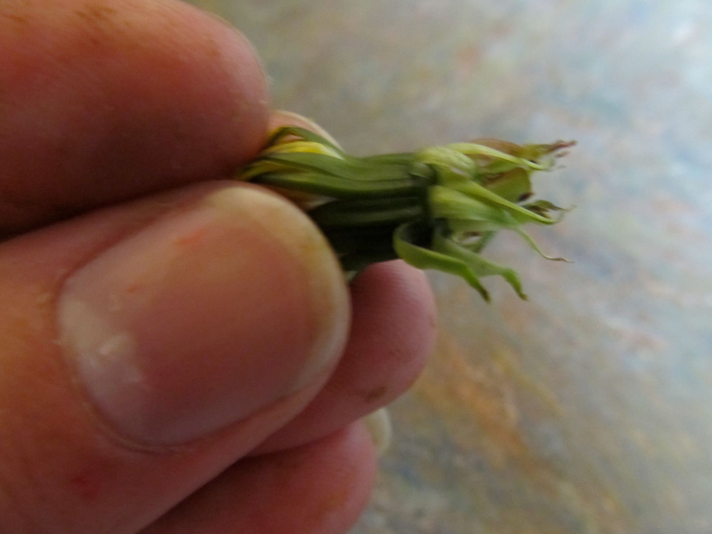 Harvest Your Dandelions! : 6 Steps (with Pictures) - Instructables