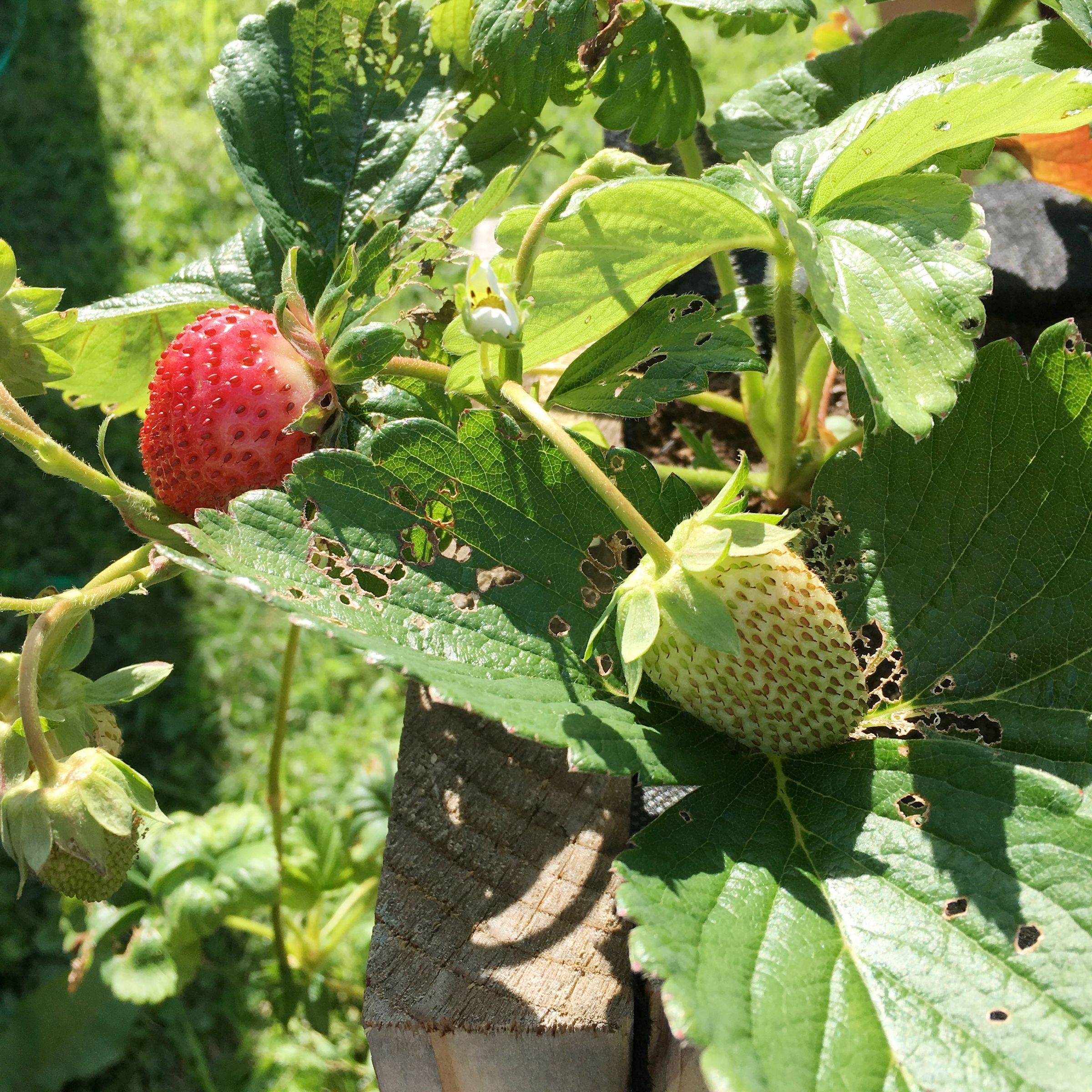 Tech & Engineering Class: Strawberry Towers : 8 Steps (with Pictures ...