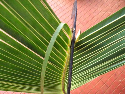 How to Make a Coconut Palm Hat : 16 Steps (with Pictures) - Instructables