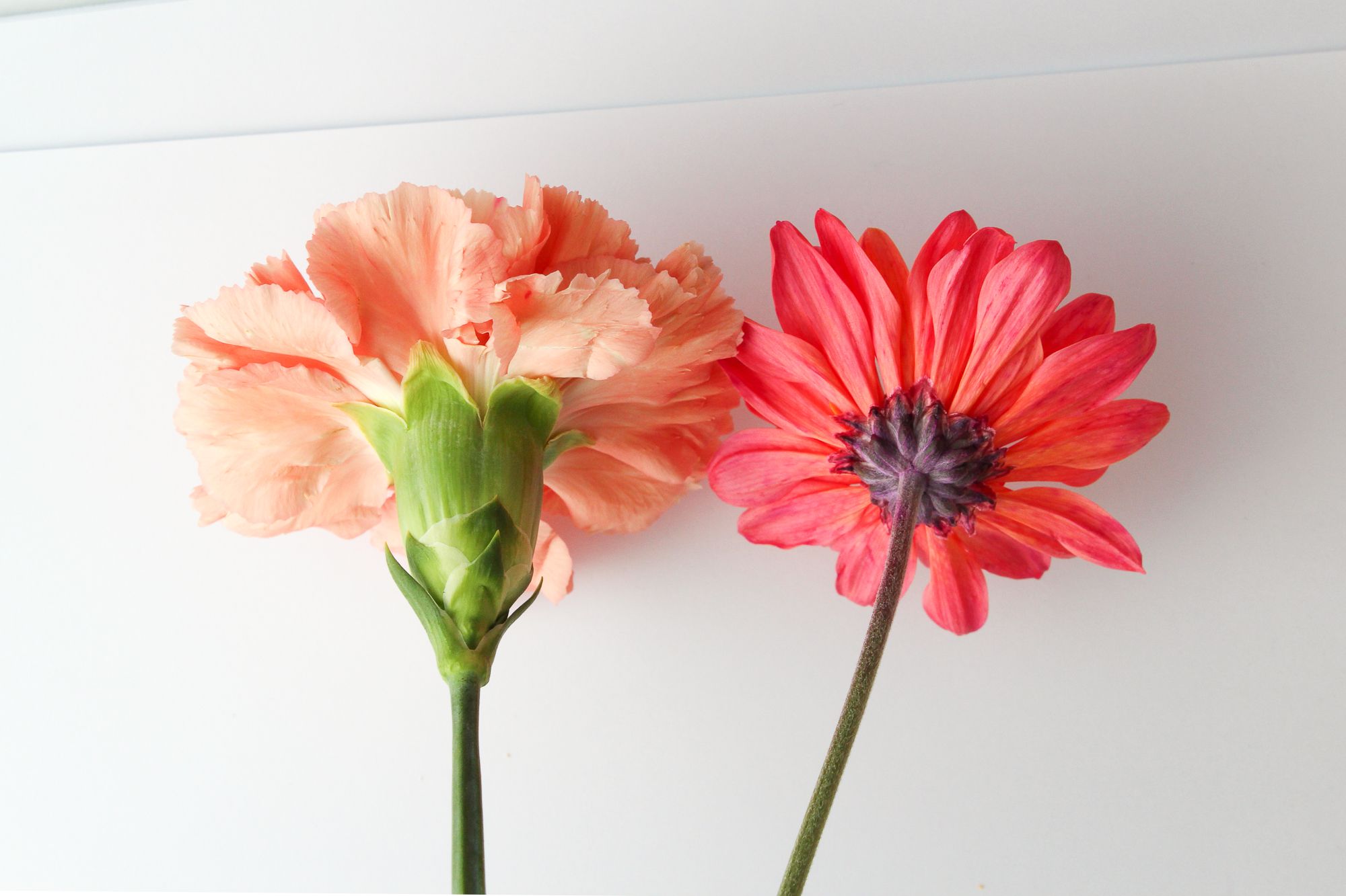 How to Press and Dry Flowers (and Leaves!) : 8 Steps (with Pictures ...