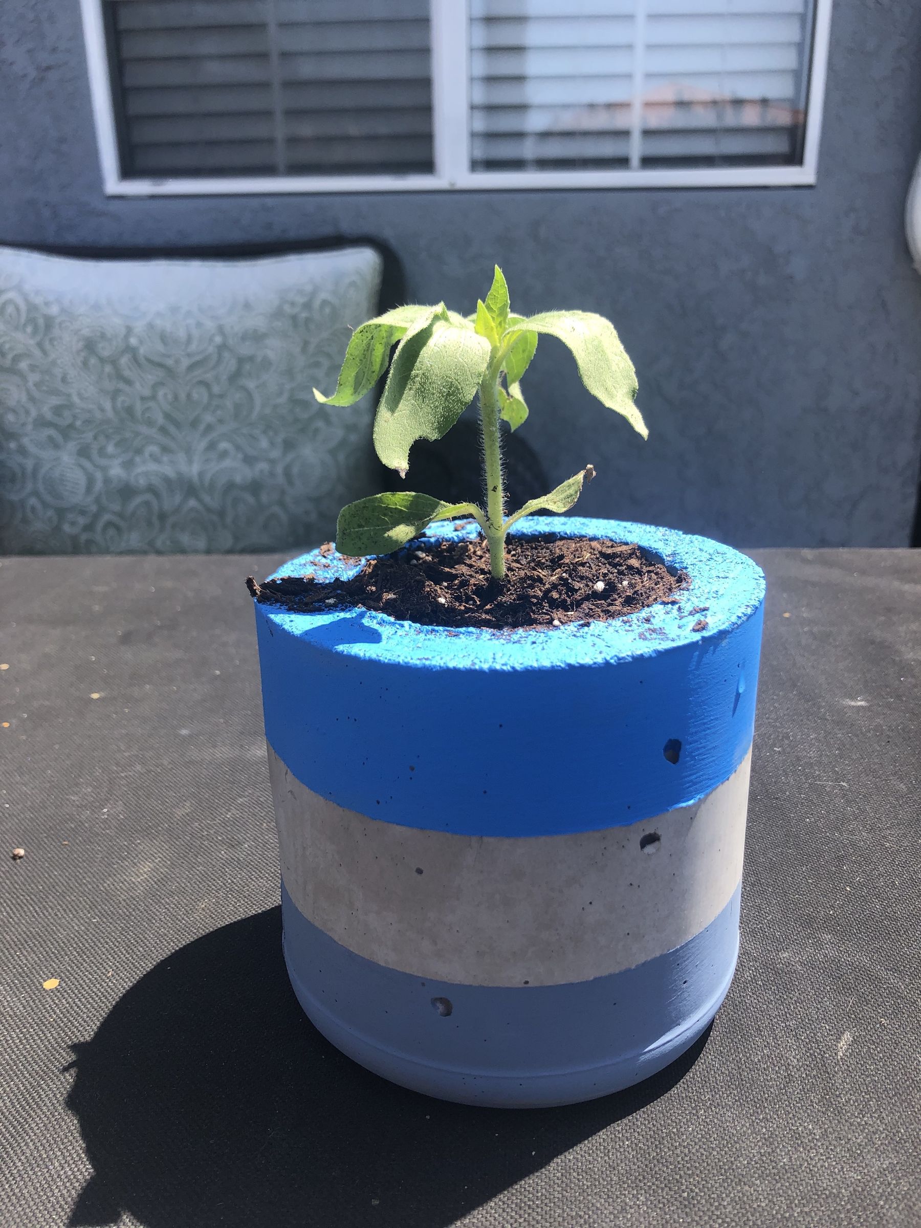 Cheap and Stylish DIY Concrete Pots : 9 Steps (with Pictures ...