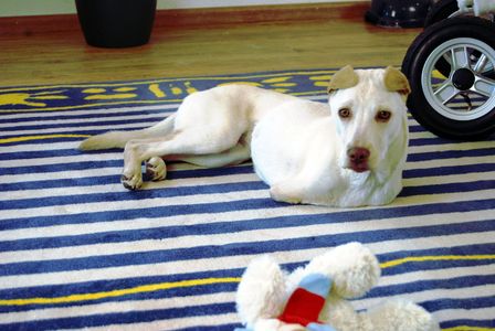 Adaptable Wheelchair for Handicapped Dogs : 5 Steps (with Pictures ...