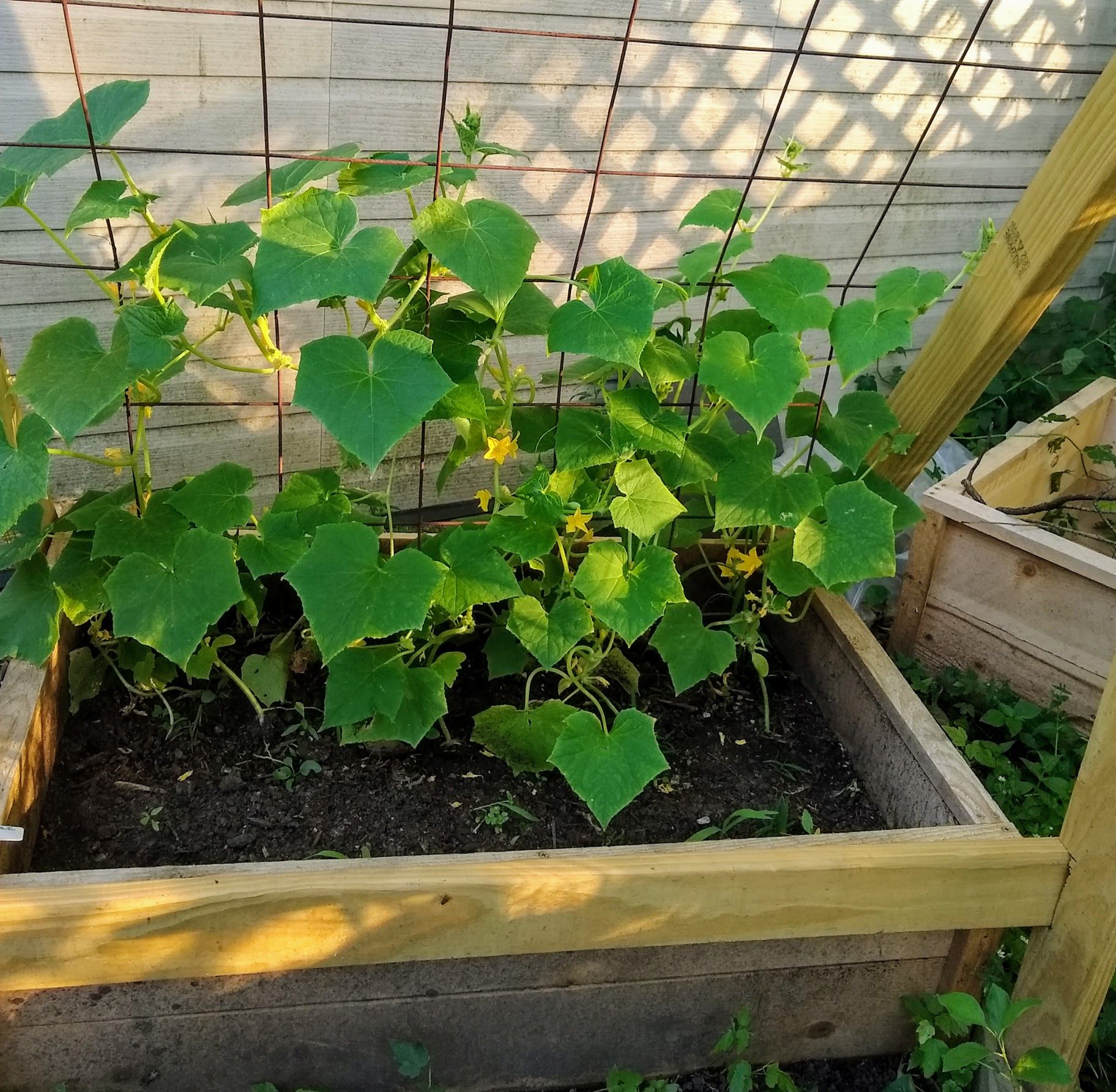 My Best Vegetable Trellis: Durable, Collapsible, Flexible : 8 Steps ...