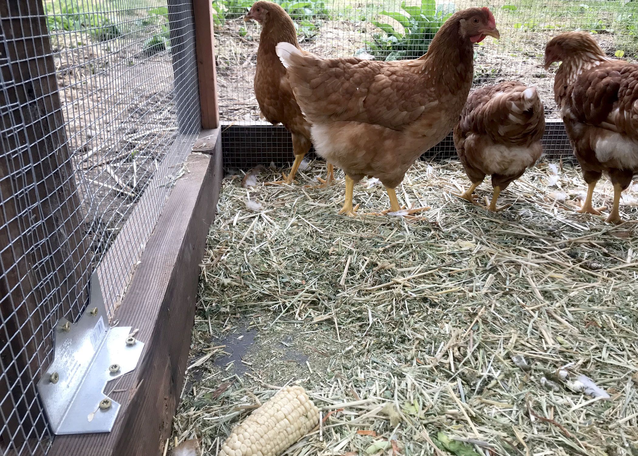 Hen Saloon : 16 Steps (with Pictures) - Instructables