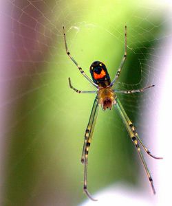 How to Make Spider Silk Thread : 8 Steps (with Pictures) - Instructables