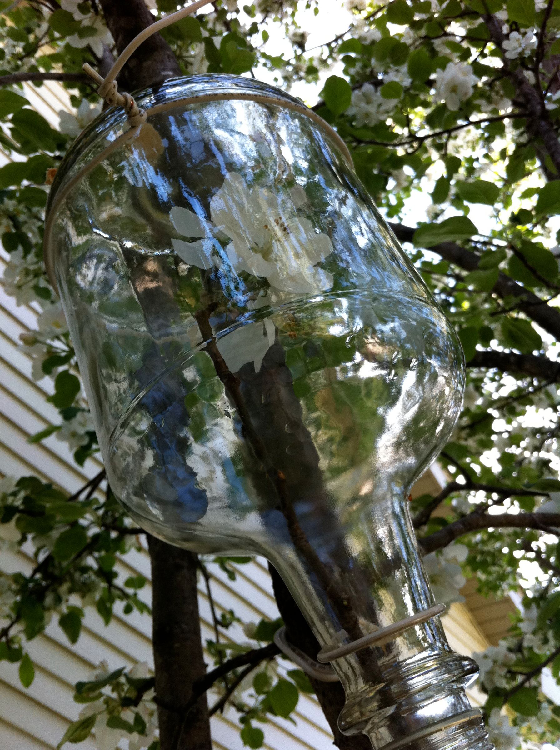 How to Grow an Apple in a Bottle : 15 Steps (with Pictures) - Instructables