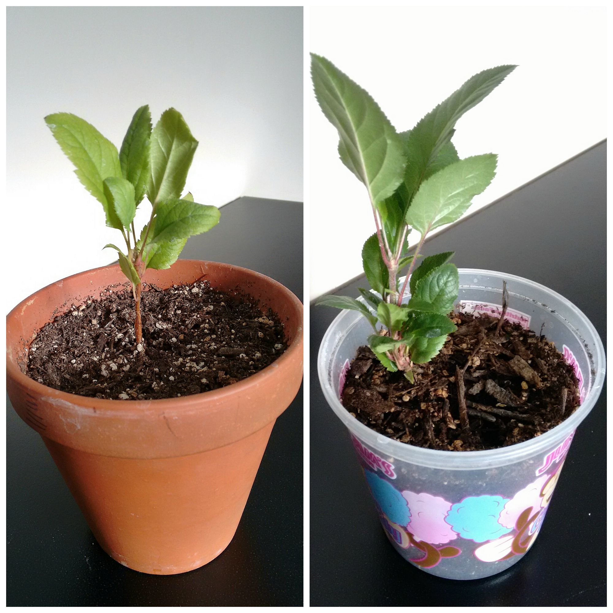 How to Grow Apple Trees From Seed : 3 Steps - Instructables