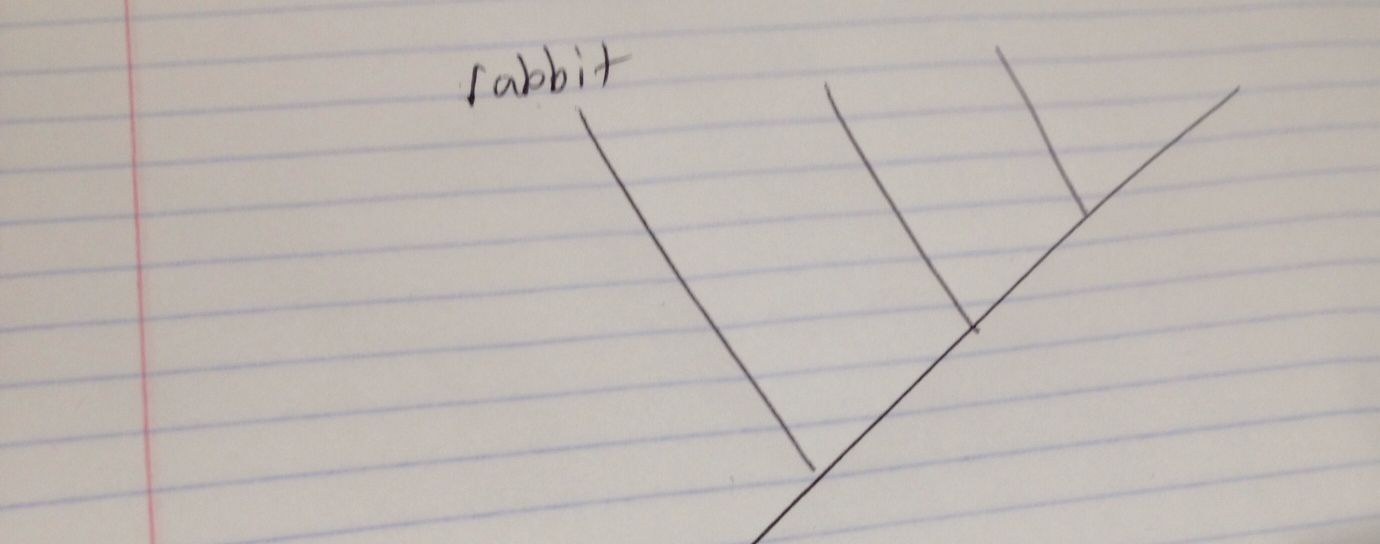 How to Make a Cladogram : 10 Steps - Instructables