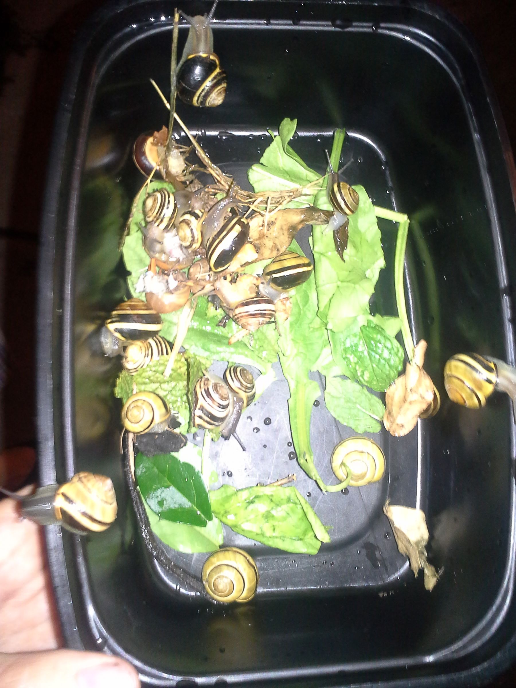 Snail Art: Making Art With Snails : 8 Steps (with Pictures) - Instructables