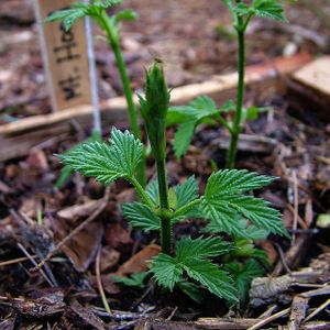 Growing Hops at Home : 9 Steps (with Pictures) - Instructables