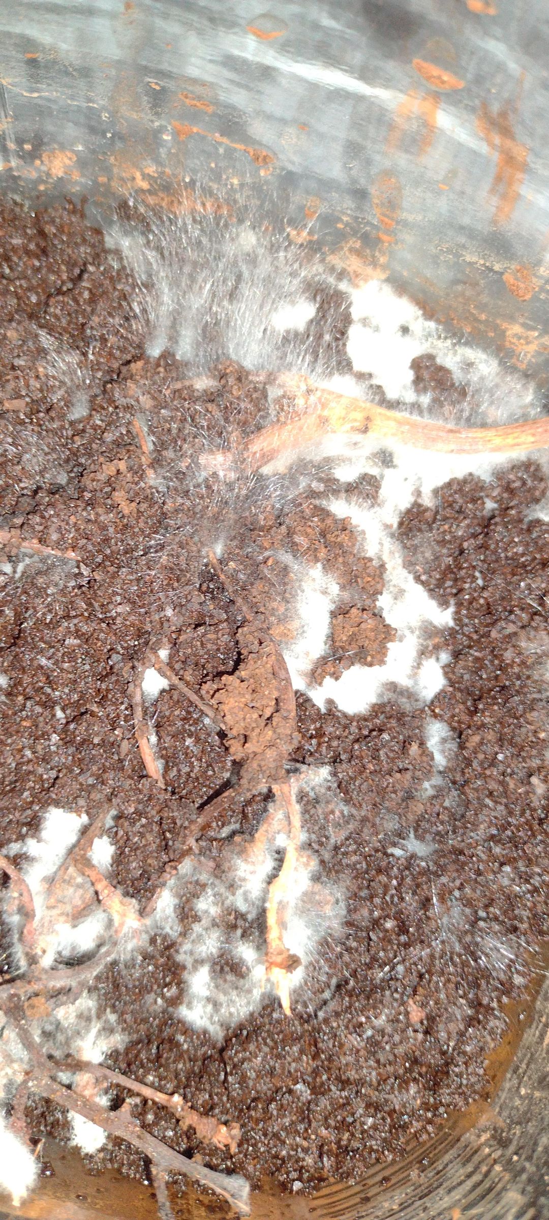 Making Mycelium : 5 Steps (with Pictures) - Instructables